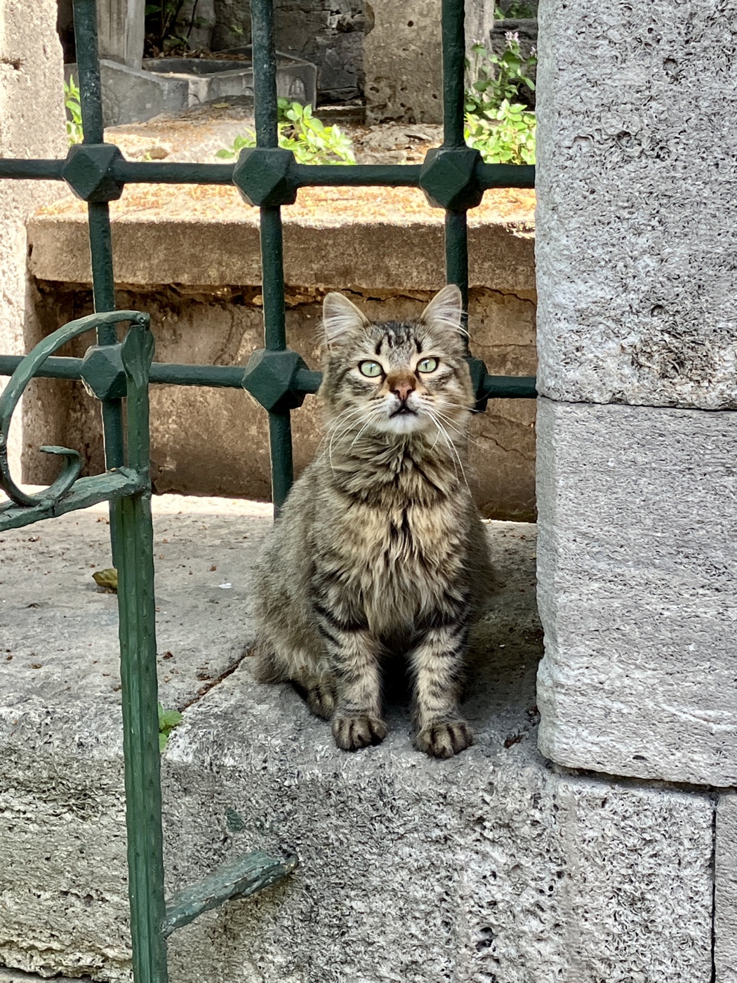 Istanbul. Have we landed in a huge cat Café? – Less Car, More Life