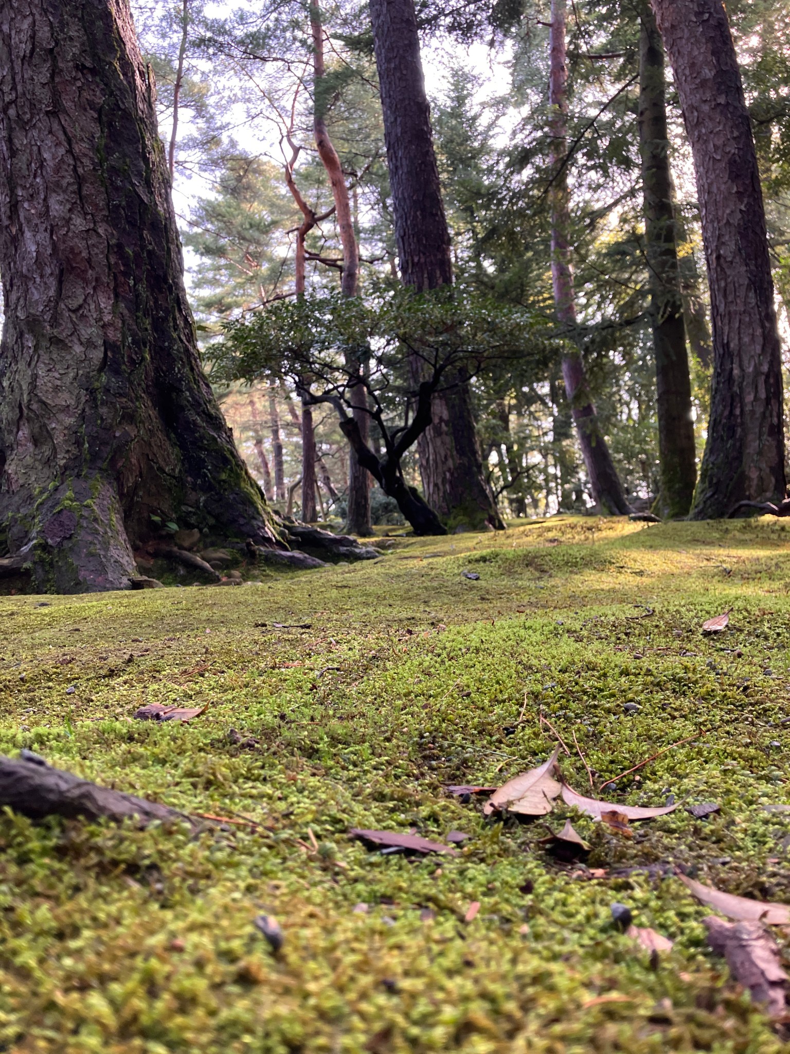 What we’ll miss about Japan. And what I missed! – Less Car, More Life